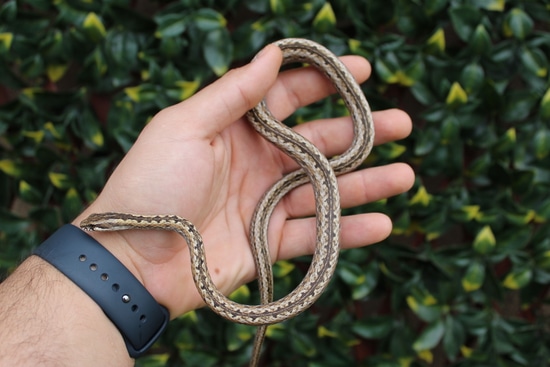Madagascar Big Eye Snake More Colubrid by The Breeding Laboratory