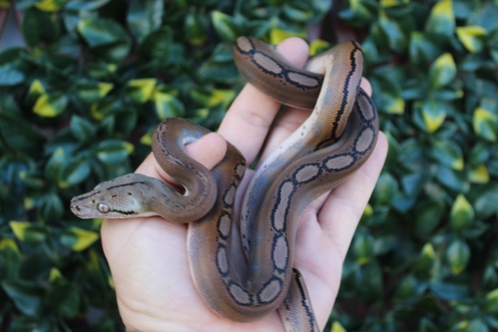 Motley Het Anery Reticulated Python by The Breeding Laboratory