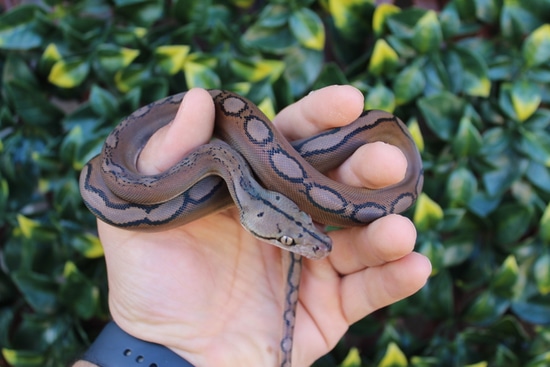 (25% Kalatoa) Motley Het Anery Reticulated Python by The Breeding ...