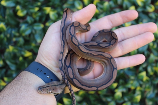 (25% Kalatoa) Sun Motley Het Anery Reticulated Python by The Breeding ...