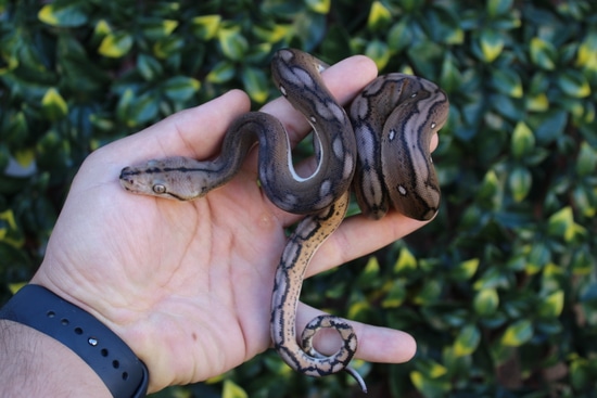 (25% Kalatoa) Motley Tiger Het Anery Reticulated Python by The Breeding ...
