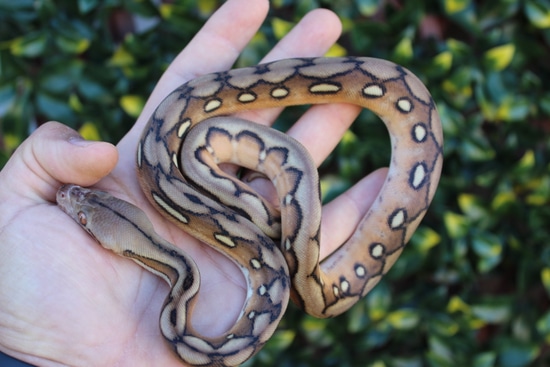 (25% Kalatoa) Suntiger Het Anery Reticulated Python by The Breeding Laboratory