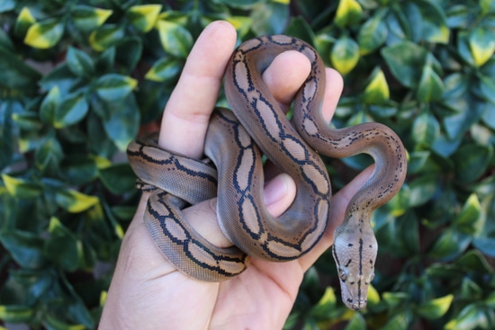 (25% Kalatoa) Sunfire Motley Het Anery Reticulated Python by The ...