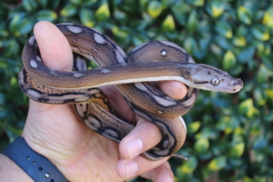 (25% Kalatoa) Motley Tiger Het Anery Reticulated Python by The Breeding ...