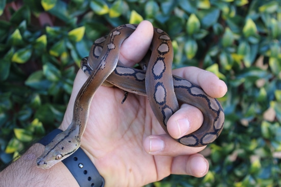 (25% Kalatoa) Motley Het Anery Reticulated Python by The Breeding ...