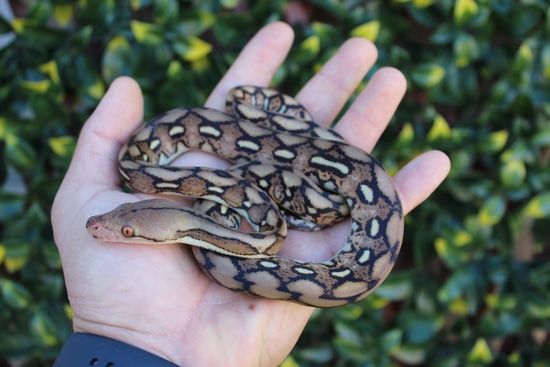 (25% Kalatoa) Tiger Het Anery Reticulated Python by The Breeding Laboratory