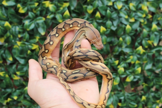 Super Dwarf Suntiger Het Anery Reticulated Python by The Breeding Laboratory