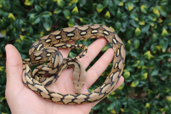 (25% Kalatoa) Tiger Het Anery Reticulated Python by The Breeding Laboratory
