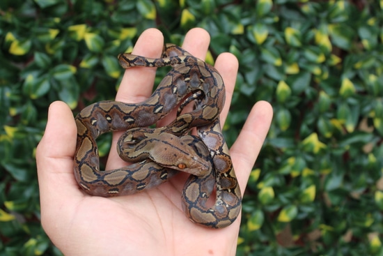 (25% Kalatoa) Het Anery Reticulated Python by The Breeding Laboratory