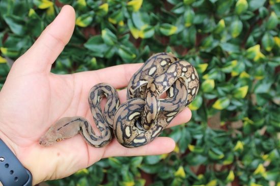 (25% Kalatoa) Tiger Het Anery Reticulated Python by The Breeding Laboratory