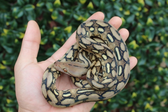 Tiger Het Anery Reticulated Python by The Breeding Laboratory