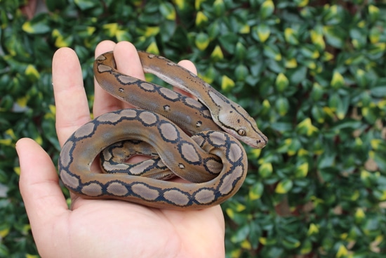 (25% Kalatoa) Motley Het Anery Reticulated Python by The Breeding Laboratory