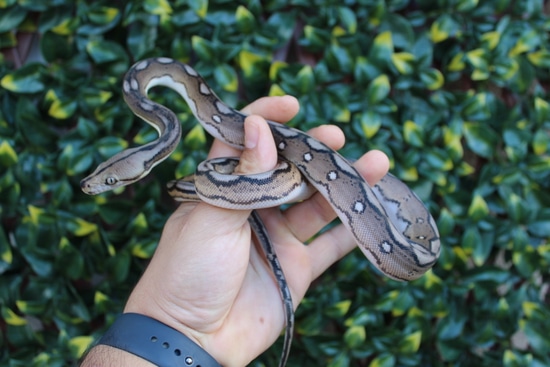 (25% Kalatoa) Motley Tiger Het Anery Reticulated Python by The Breeding ...
