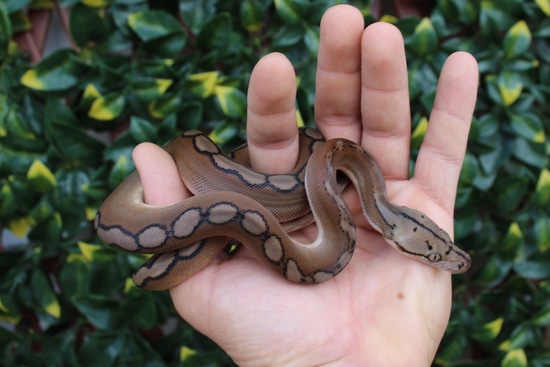 (25% Kalatoa) Sunfire Motley Het Anery Reticulated Python by The ...
