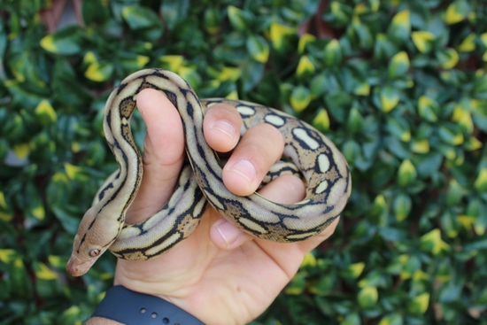 (25% Kalatoa) Tiger Het Anery Reticulated Python by The Breeding Laboratory