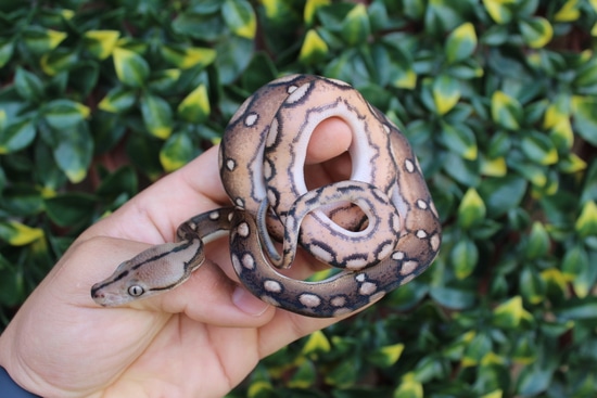 (25% Kalatoa) Motley Suntiger Het Anery Reticulated Python by The ...