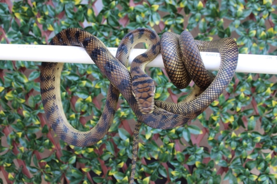 Huge! Sorong Barneck Scrub Python by The Breeding Laboratory