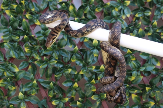 Sorong Barneck Scrub Python by The Breeding Laboratory
