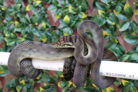 Barneck Scrub Python by The Breeding Laboratory