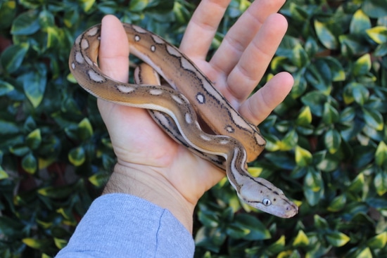 Motley Suntiger Reticulated Python by The Breeding Laboratory