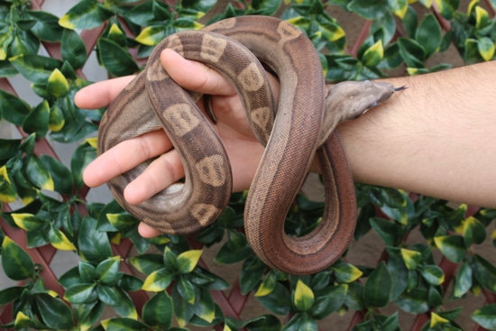 Motley Jungle Boa Constrictor by The Breeding Laboratory