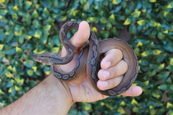 (25% Kalatoa 12.5% Selayer) Sunfire Motley Het Anery Pos Dbl Het Albino ...