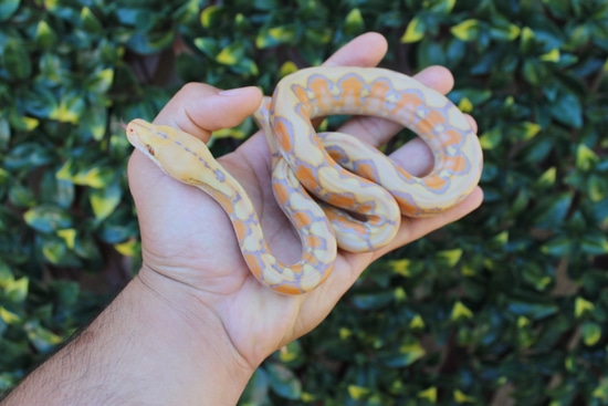 (25% Kalatoa 12.5% Selayer) Lavender Albino Het Snow Pos Het G-Stripe ...