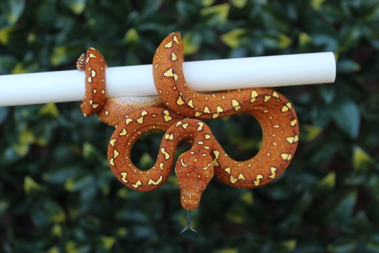 Red Biak Green Tree Python by The Breeding Laboratory