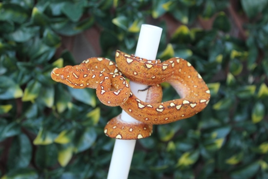 Red Biak Green Tree Python by The Breeding Laboratory