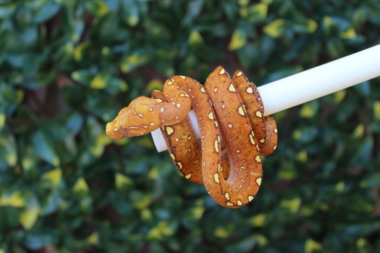 Orange Biak Green Tree Python by The Breeding Laboratory