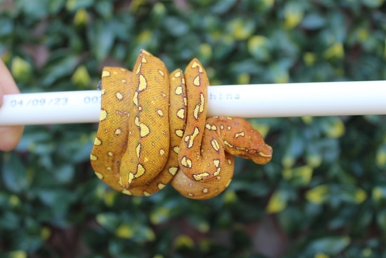 Orange Biak Green Tree Python by The Breeding Laboratory