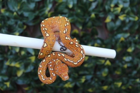 Dark Orange Biak Green Tree Python by The Breeding Laboratory