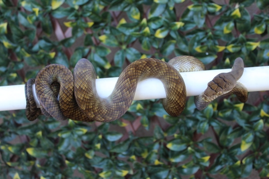Biak Scrub Python by The Breeding Laboratory