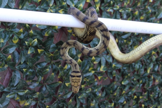 A+ Barneck Scrub Scrub Python by The Breeding Laboratory