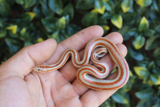 "Red" Bay Of LA Rosy Boa by The Breeding Laboratory
