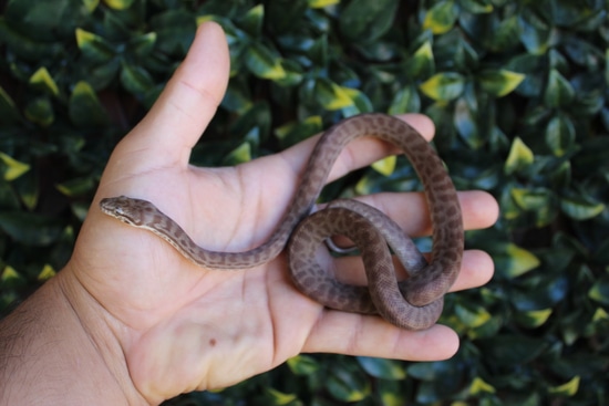 Sub Adult Children's Python by The Breeding Laboratory