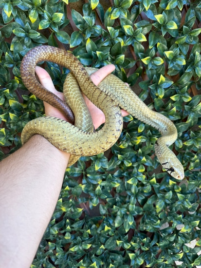 Adult Female Unicolor Cribo Cribo & Indigo Snakes by The Breeding ...