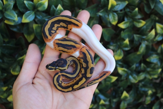 Leopard Pied Ball Python by The Breeding Laboratory