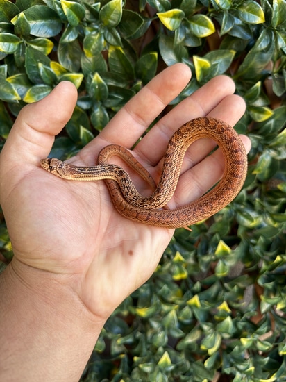 High Red! Bull Snake Hybrid 66% Het Albino Bullsnake by The Breeding ...