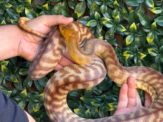 High Orange Adult Woma Python by The Breeding Laboratory