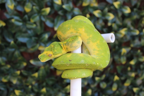Green/Yellow Biak Green Tree Python by The Breeding Laboratory