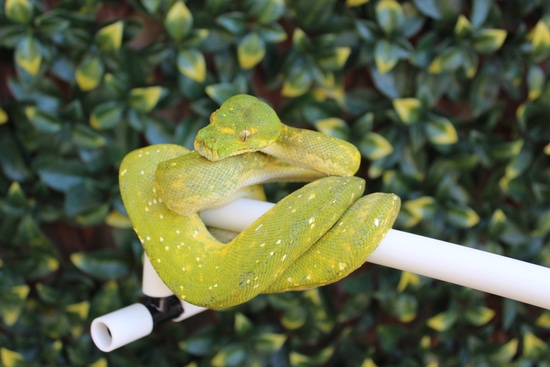 Snowflake Biak Green Tree Python by The Breeding Laboratory