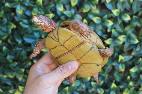 Proven Male Three Toed Box Turtle by The Breeding Laboratory