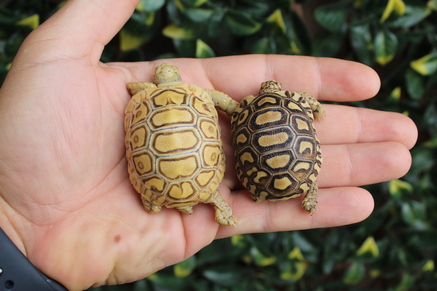 2025 Blonde Leopard Tortoises