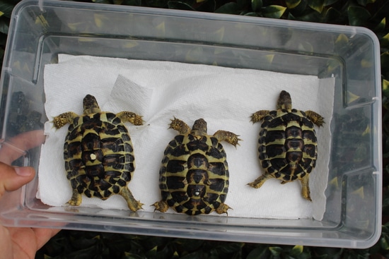 2 Corsica Western Hermann's Hermann's Tortoise by The Breeding Laboratory