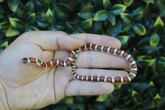 Pale Milk Snake by The Breeding Laboratory