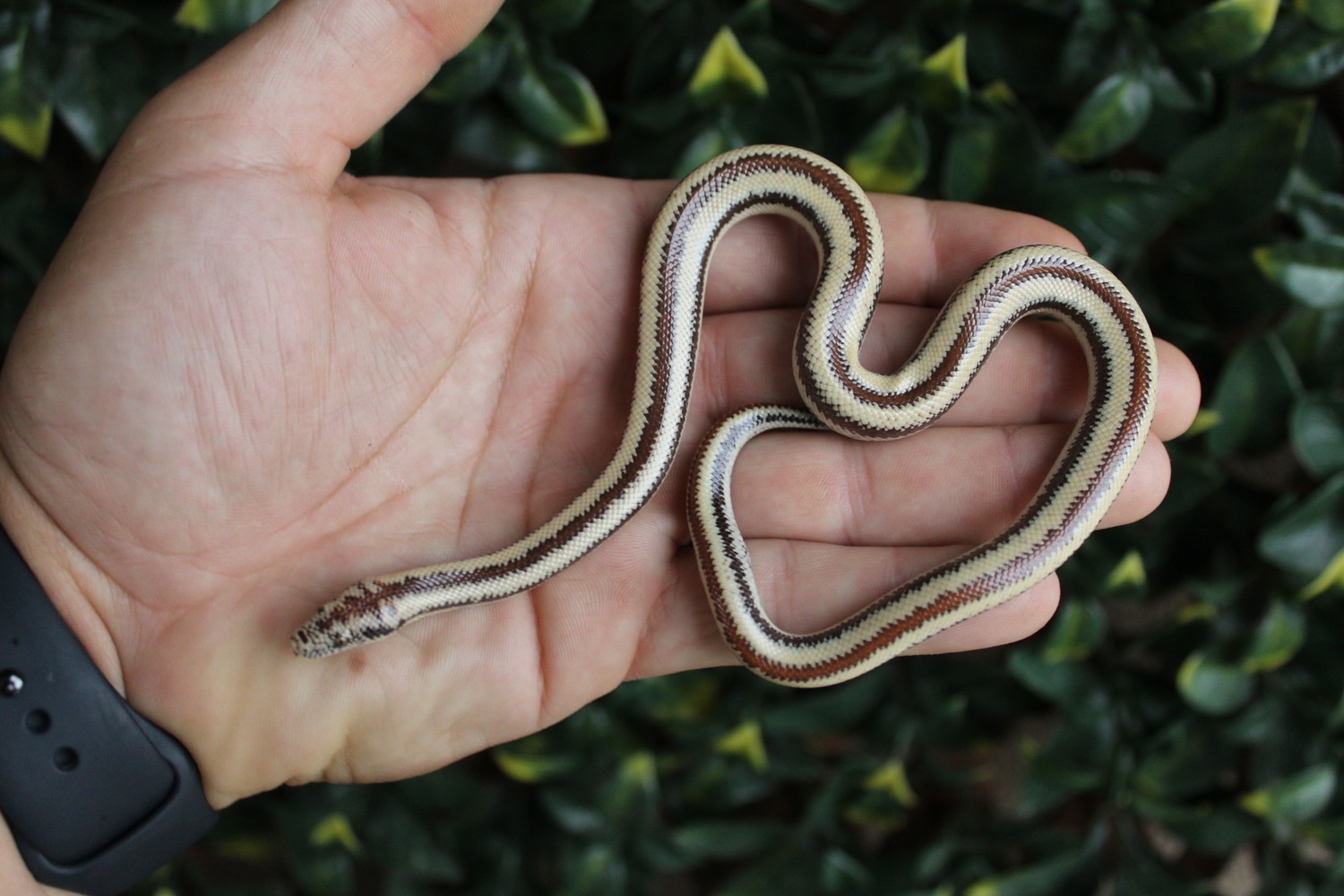 Cerbat Mountains Rosy Boa