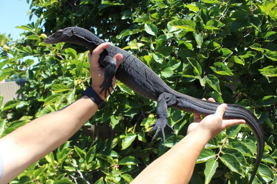 Black Dragon Water Monitor by The Breeding Laboratory