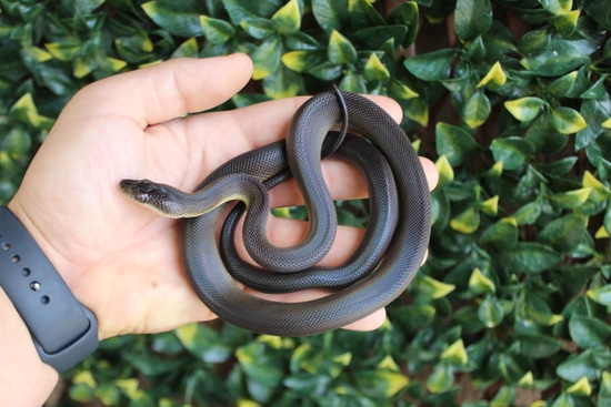 Australian Water Python by The Breeding Laboratory