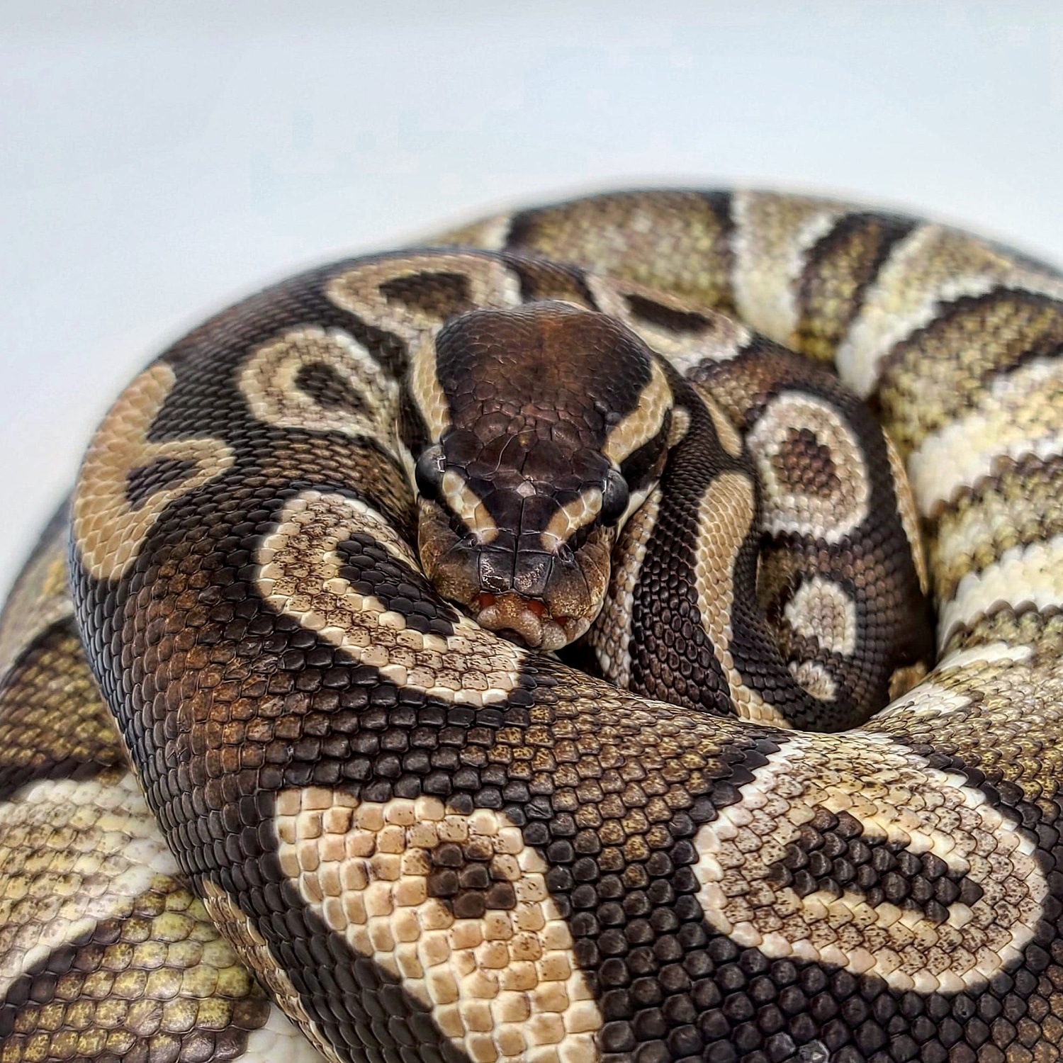 Ready To Breed Mojave Female Ball Python by The Brood Ball Pythons - MorphMarket